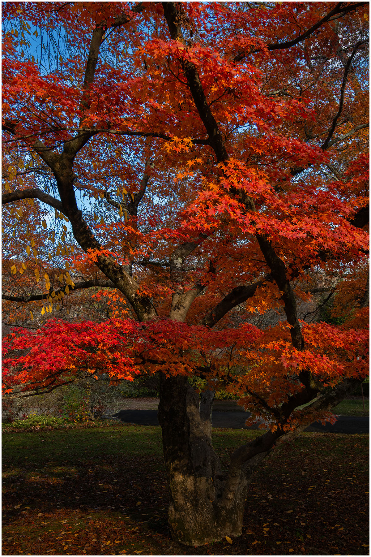 NOVEMBER 2025 GROUP A – COLOR DIGITAL – SEQCC – Southeast Queens Camera ...