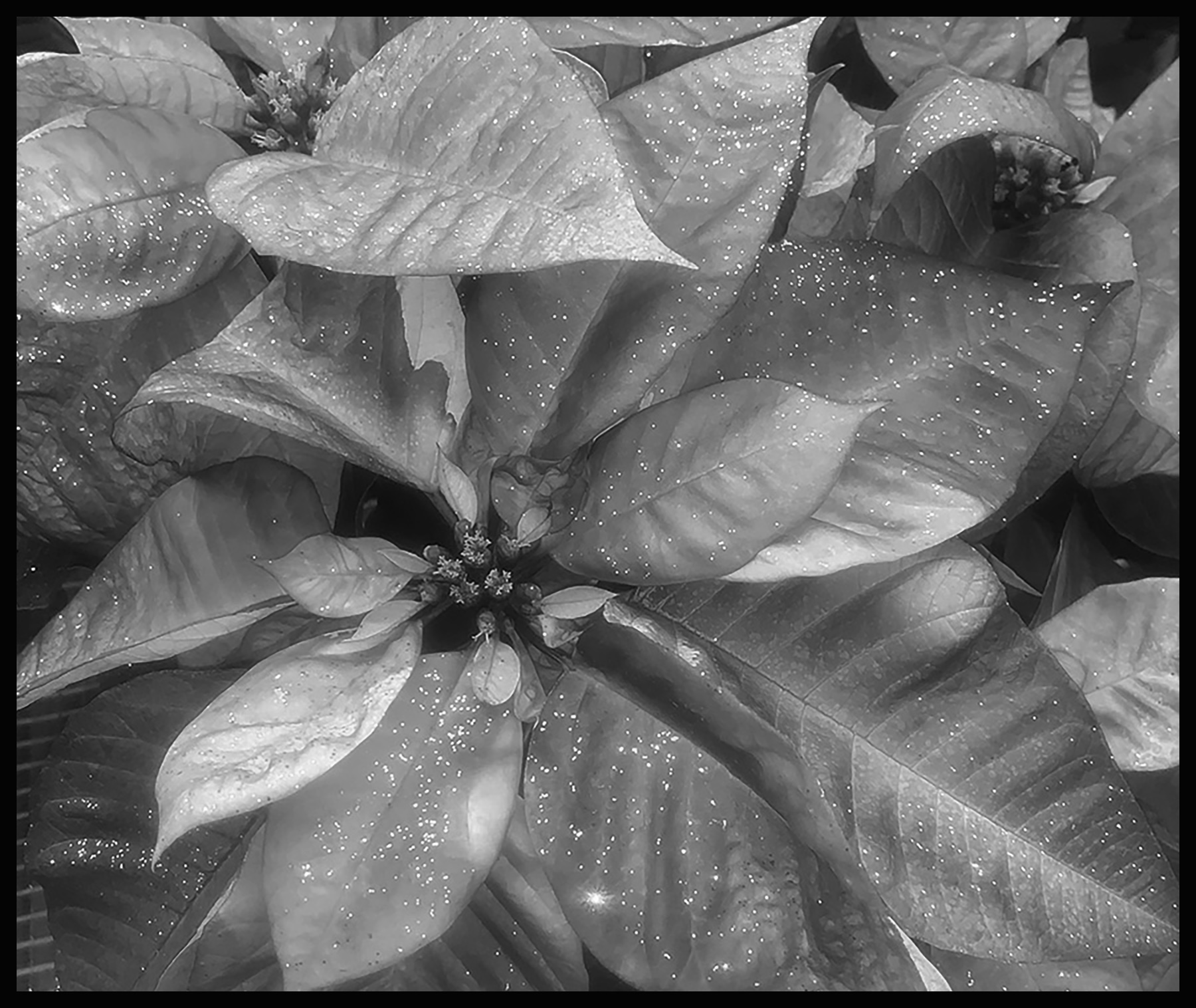 NOVEMBER 2025 GROUP A – BW PRINT – SEQCC – Southeast Queens Camera Club